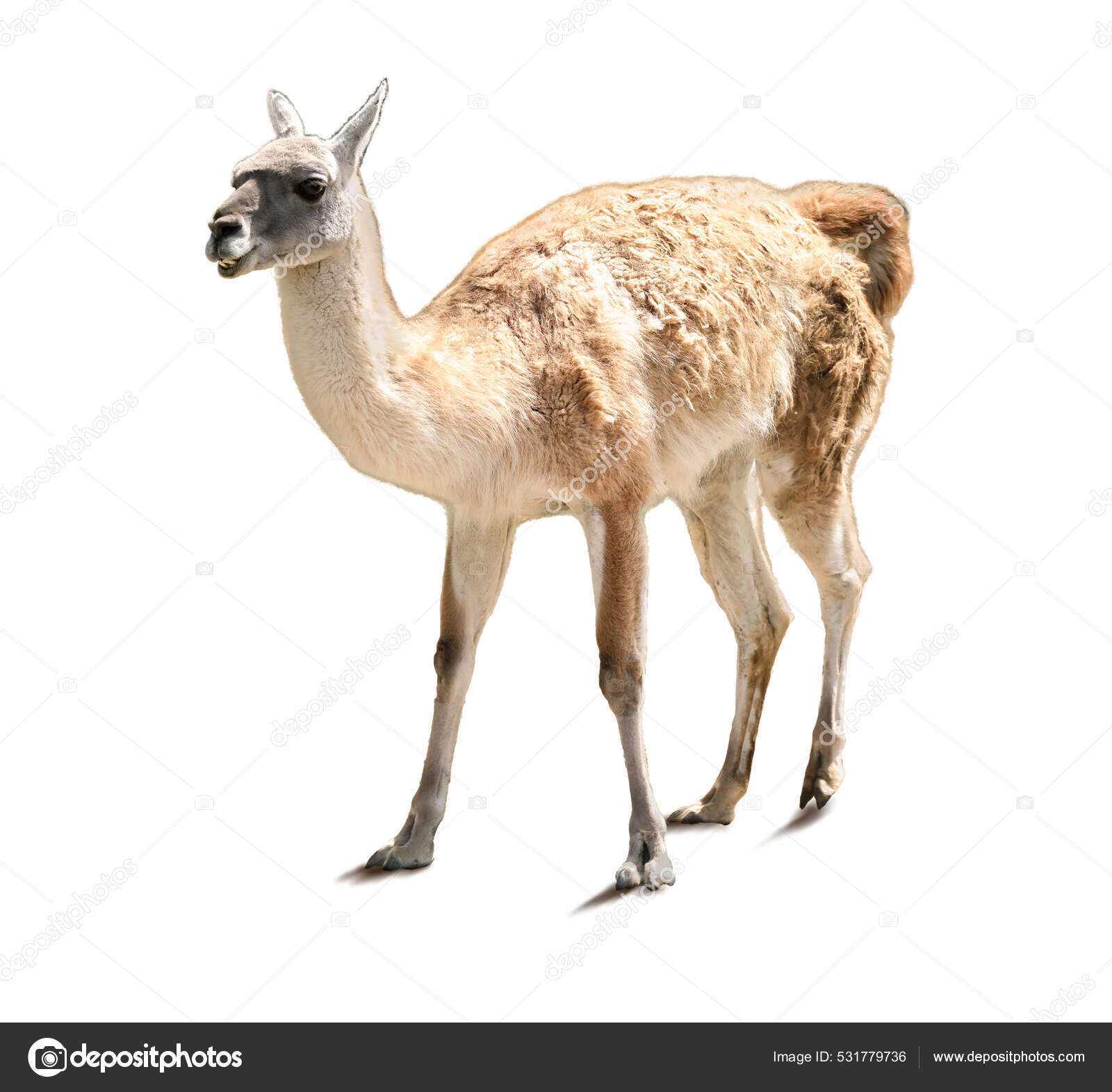Cute Guanaco White Background Exotic Animal Stock Photo by ©NewAfrica ...