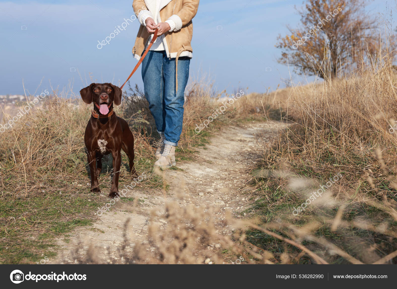 Woman Her German Shorthaired Pointer Dog Walking Outdoors Closeup ...