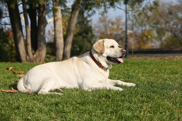 Labrador outdoor Stock Photos, Royalty Free Labrador outdoor Images ...