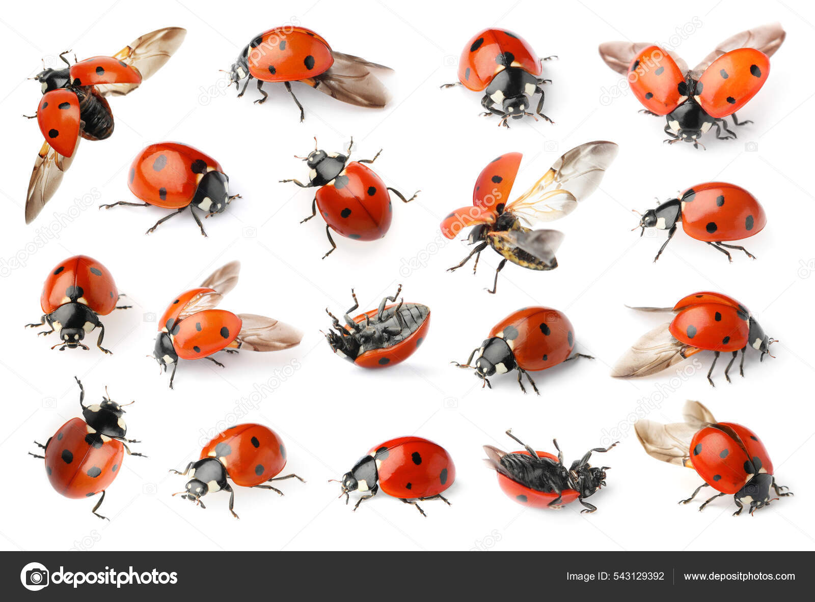 Set Beautiful Ladybugs White Background — Stock Photo © NewAfrica ...