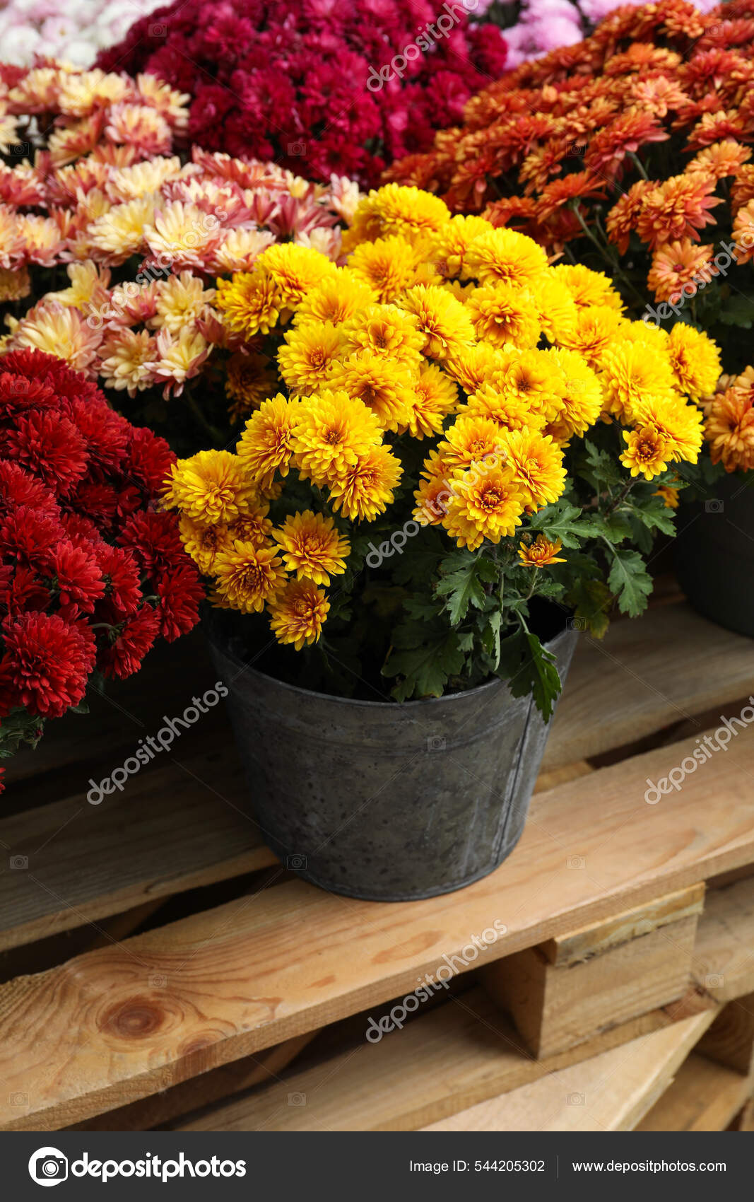 Different Color Mums