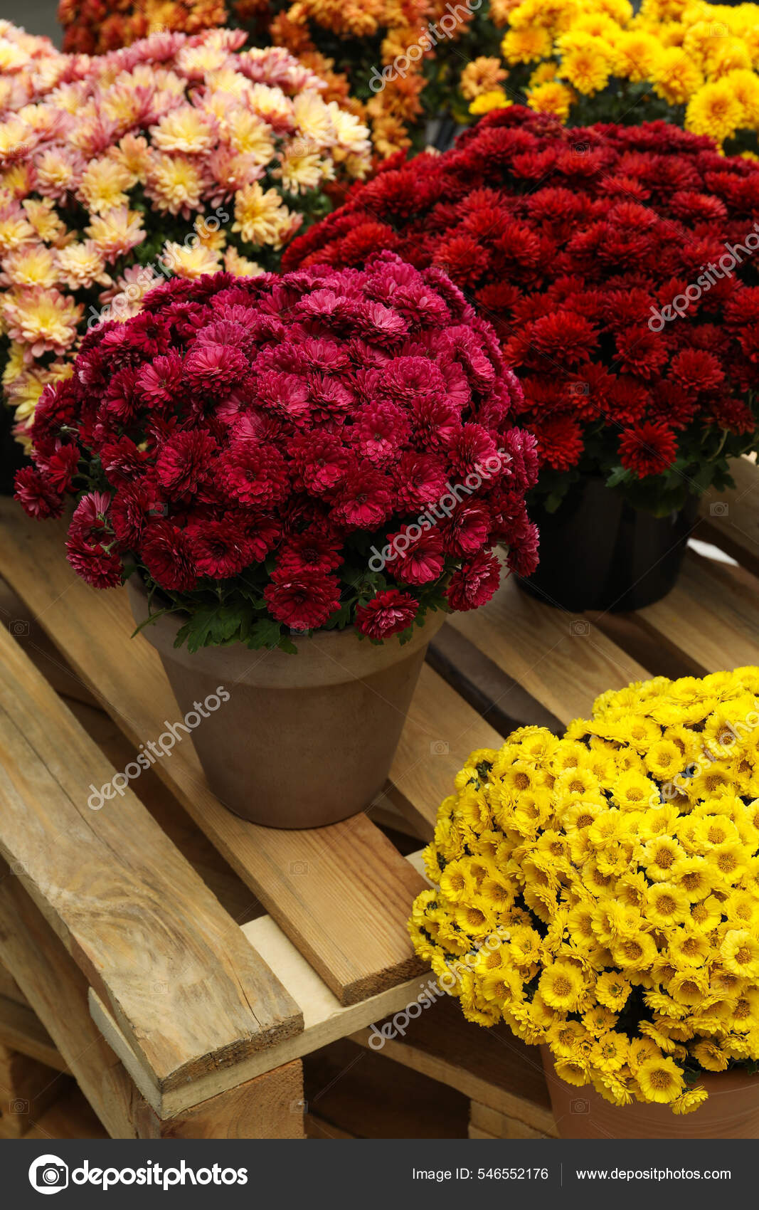 Different Color Mums