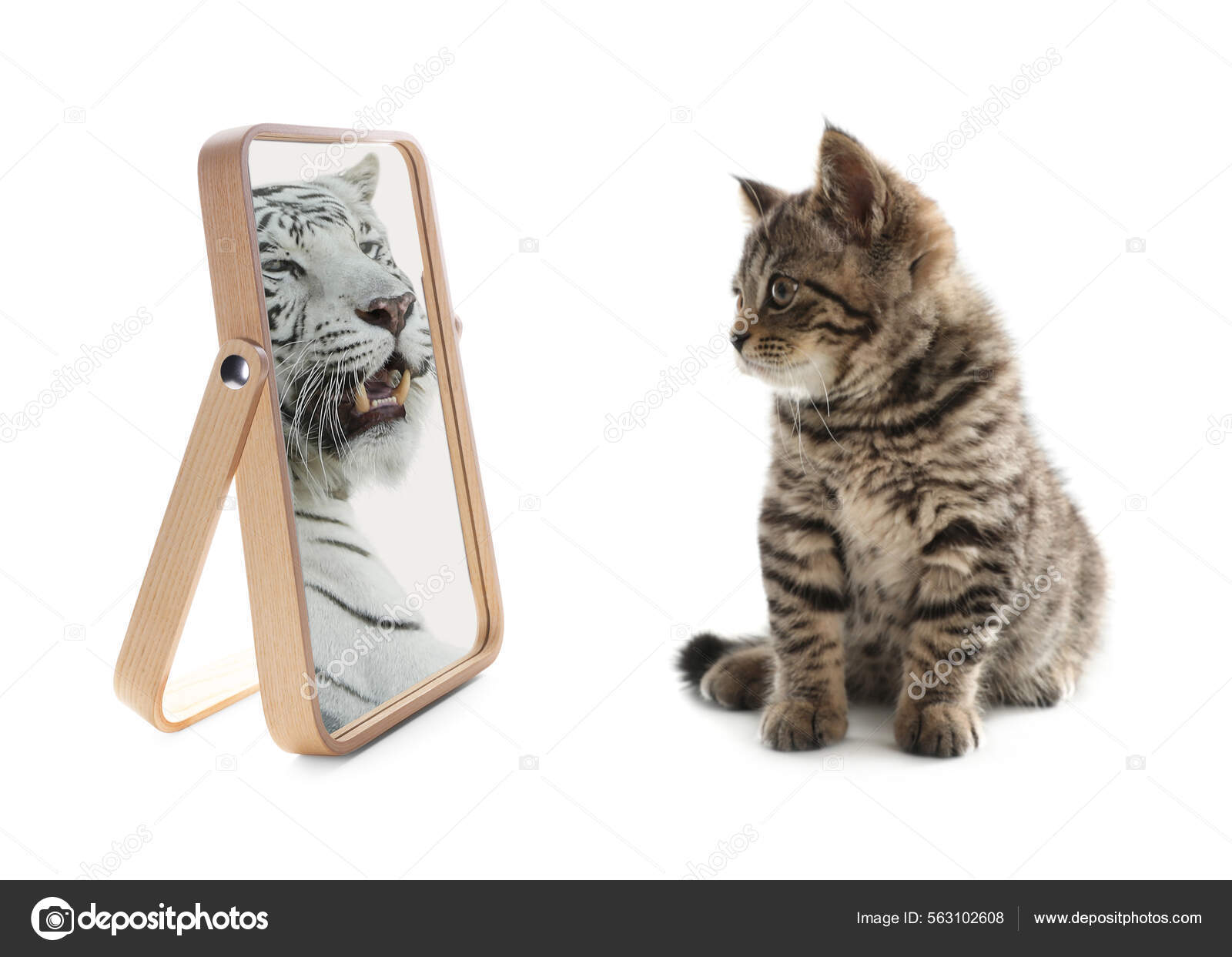 Reflection In Mirror Cat