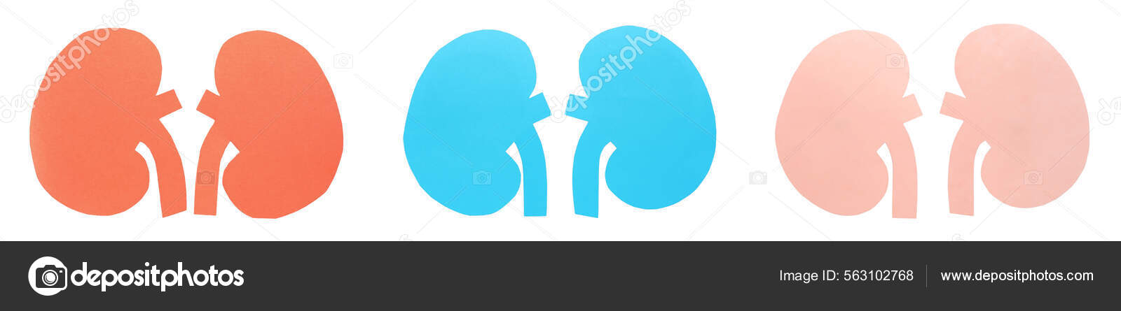 Set Paper Cutouts Kidneys White Background Top View Banner Design Stock ...