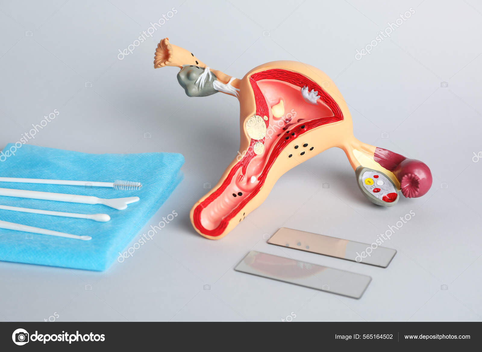 Model Female Reproductive System Gynecological Examination Kit Grey ...