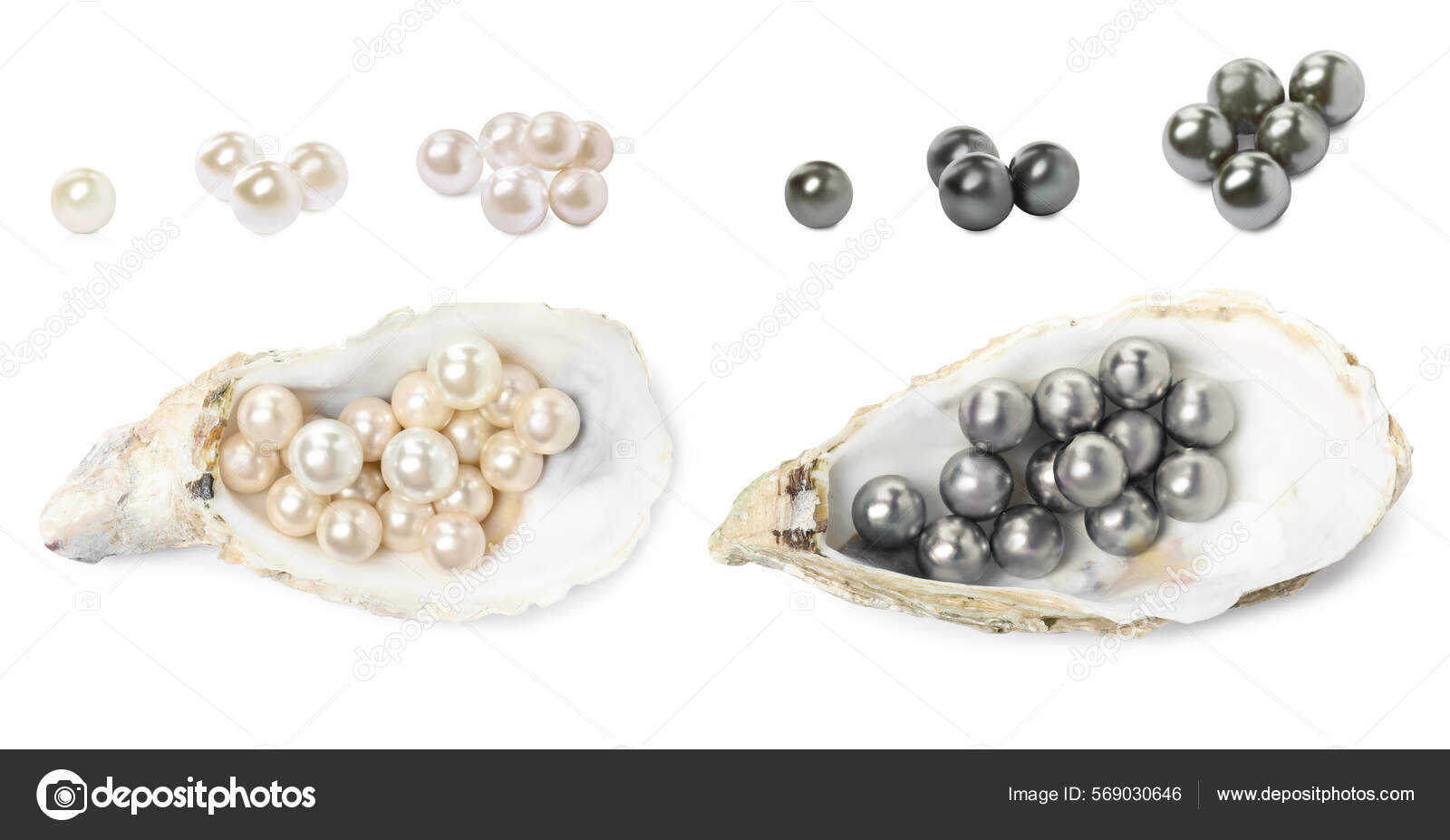 Beautiful Oyster Pearl