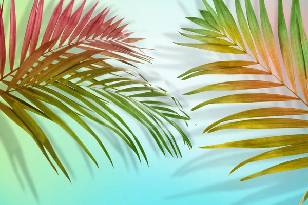 Palm tree background Stock Photos, Royalty Free Palm tree background ...
