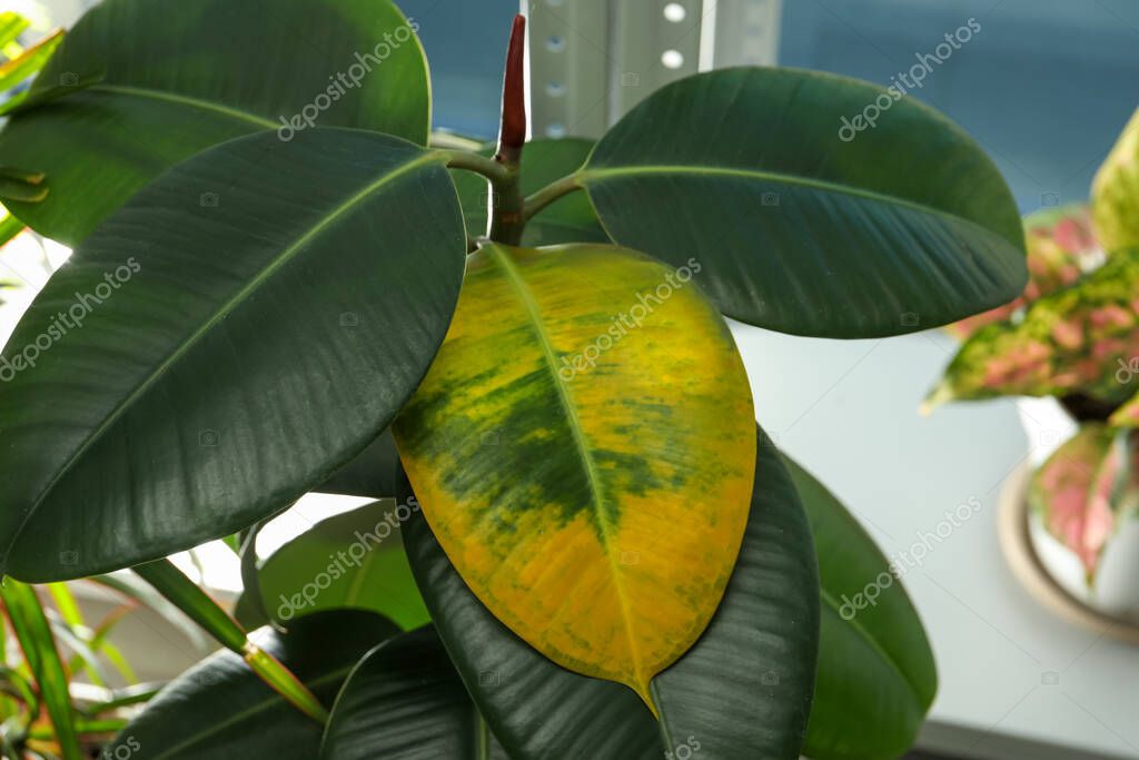 Planta doméstica con enfermedad de la plaga de las hojas en el interior ...