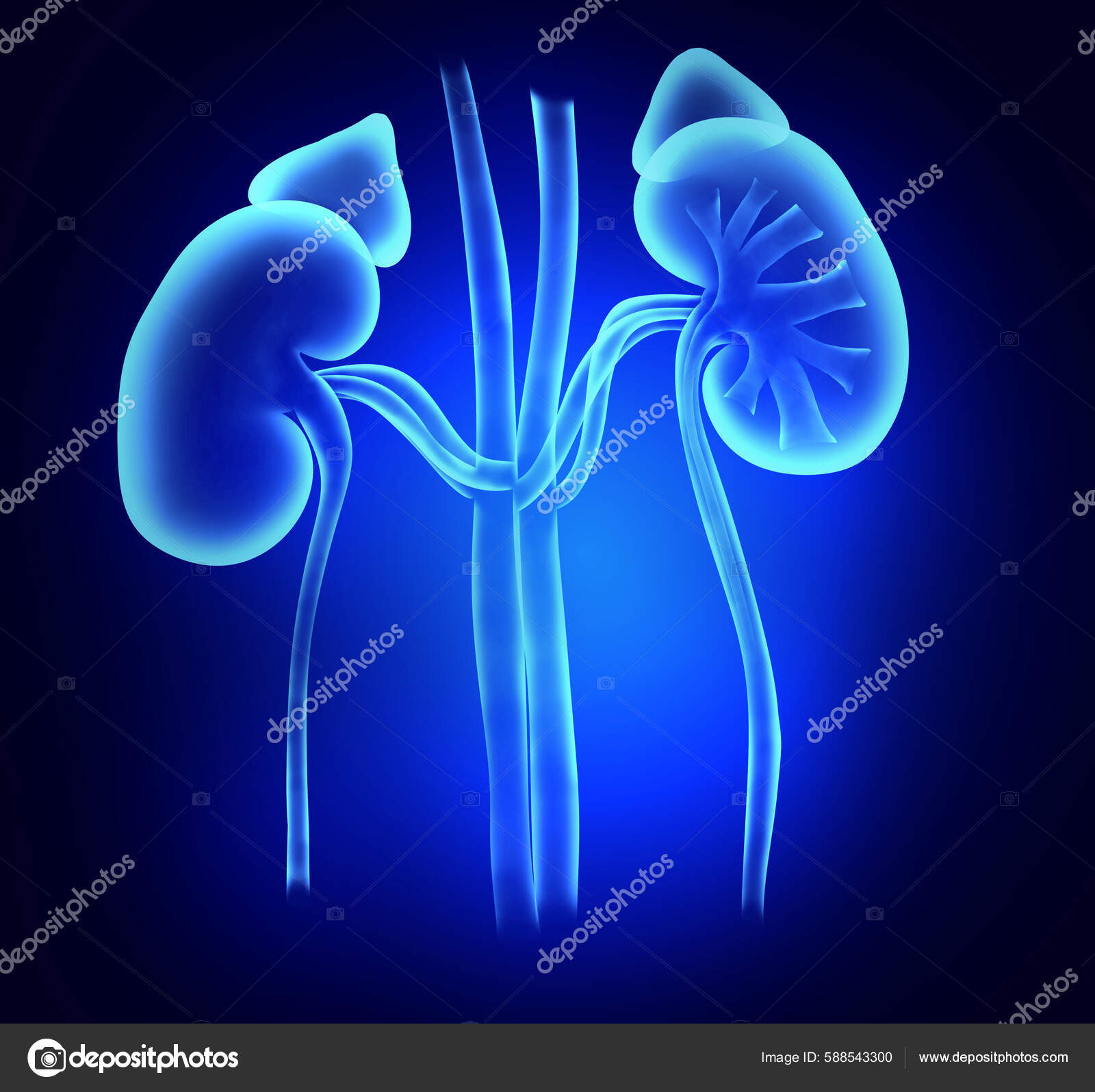Illustration Kidneys Blue Background Human Anatomy — Stock Photo ...