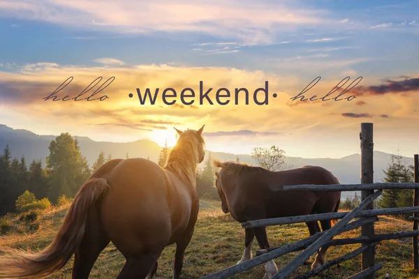 Hello Weekend. Beautiful view of horses near wooden fence in mountains ...