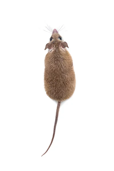Thin mouse Stock Photos, Royalty Free Thin mouse Images | Depositphotos