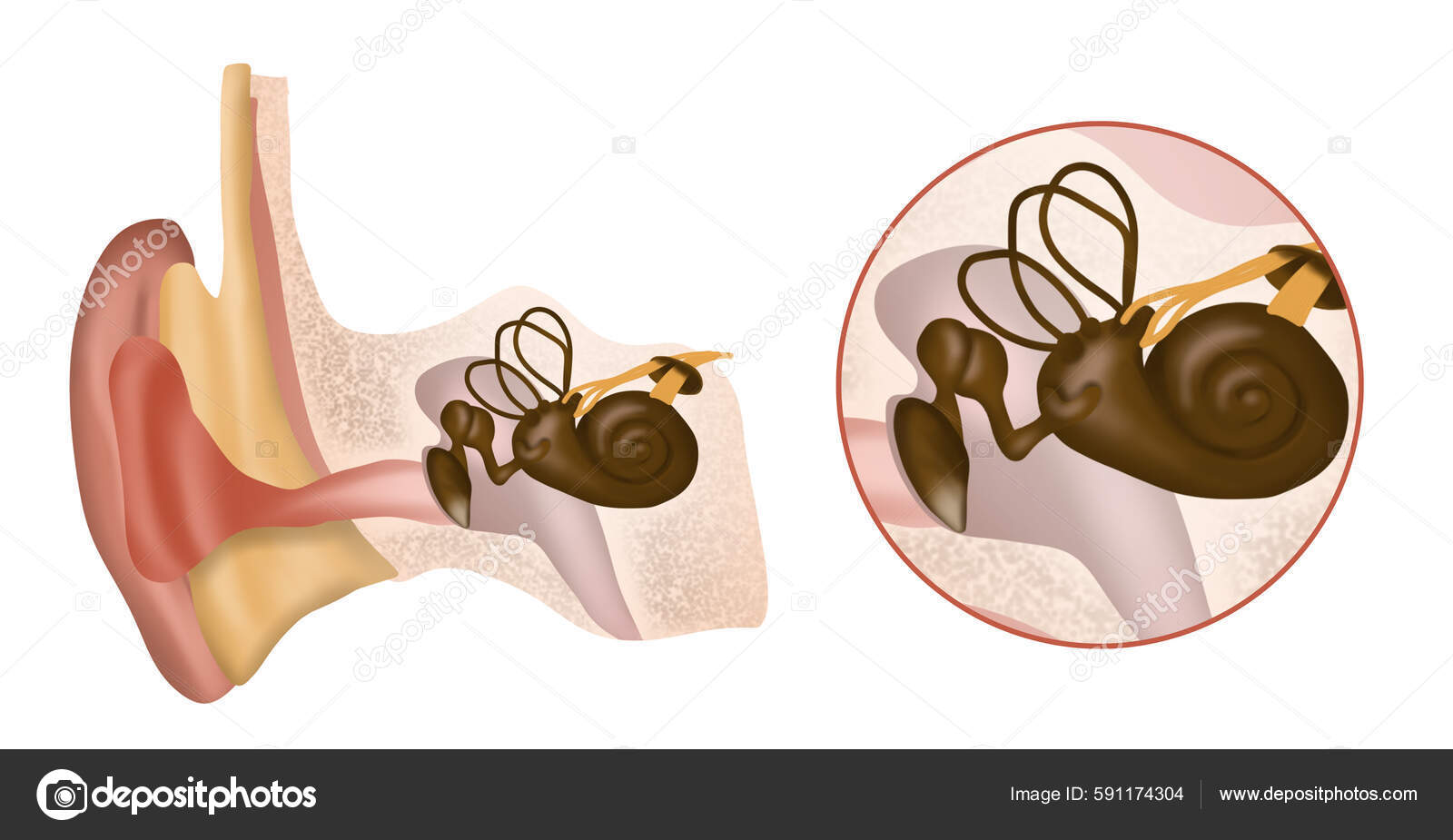Anatomy Human Ear White Background Illustration Stock Photo by ...