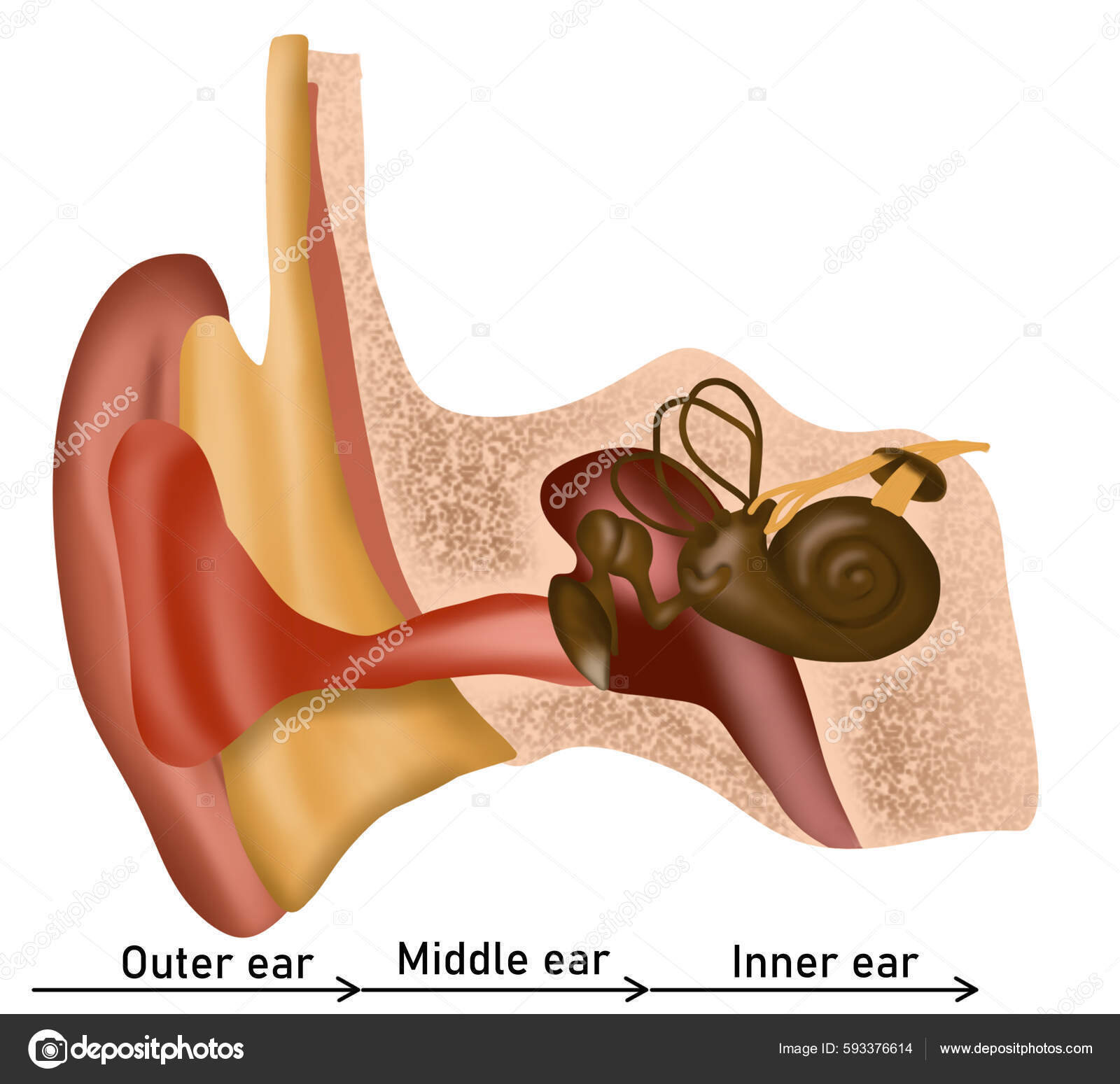 Ear Diagram Unlabeled