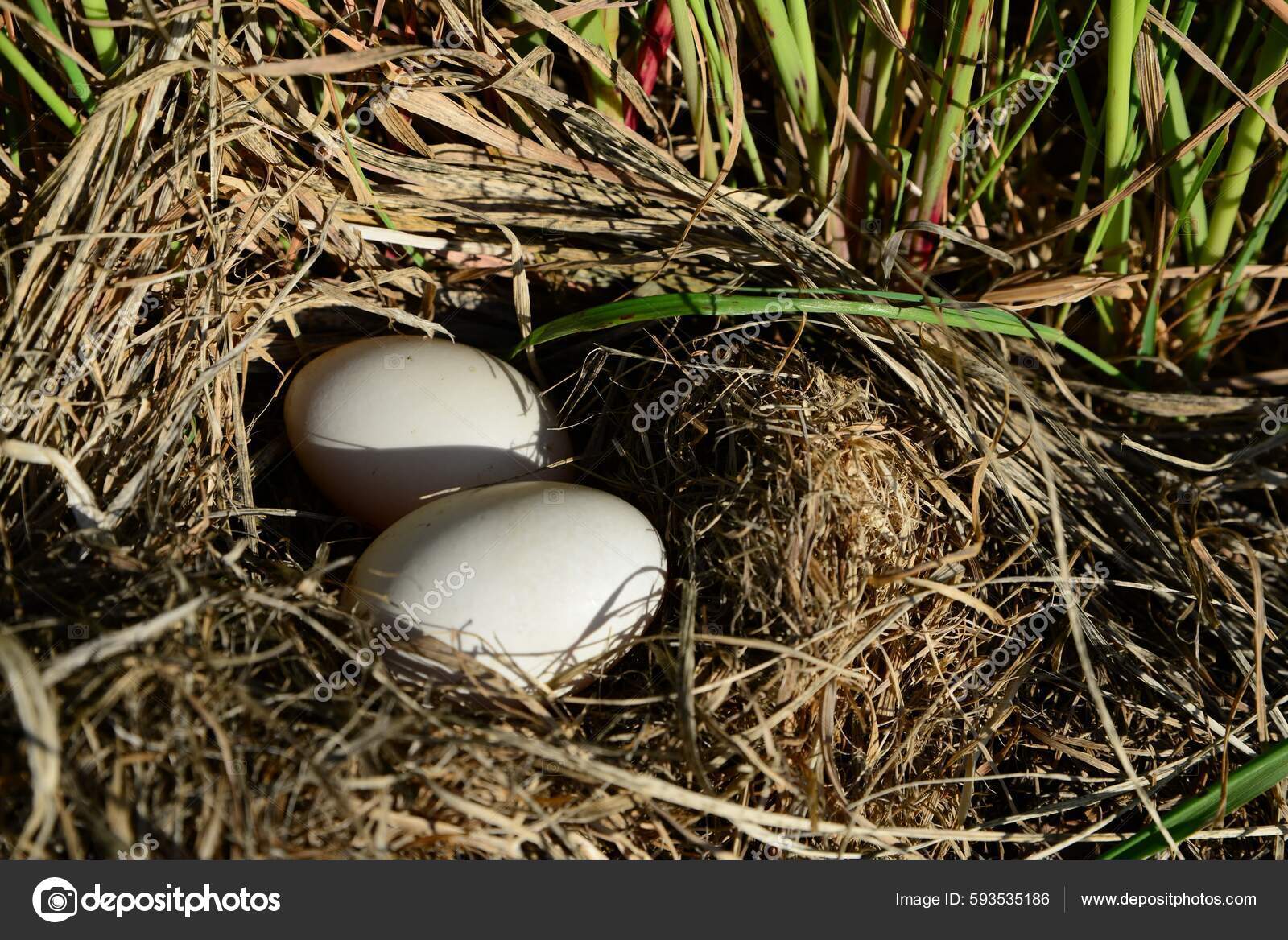 Duck Egg Nest