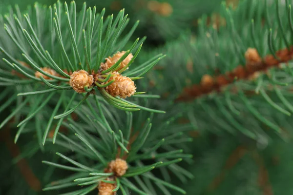 Beautiful branch of coniferous tree, closeup view - Stock Image ...