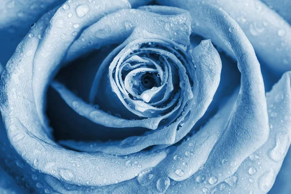 Blue rose Stock Photos, Royalty Free Blue rose Images | Depositphotos