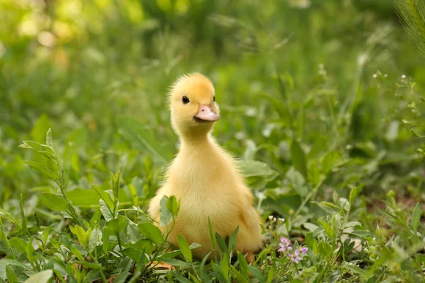 Cute Duckling
