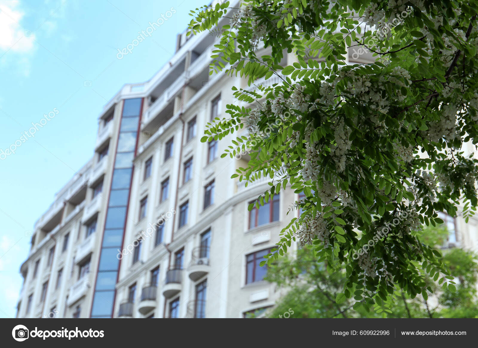 Beautiful Acacia Tree Green Leaves White Flowers Modern Building Low ...