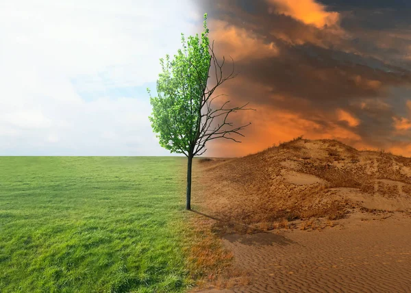 Concept Climate Changing Half Dead Alive Tree Outdoors — Stock Photo ...