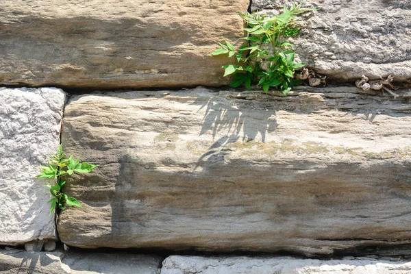 Texture Old Stones Plants Background Closeup Stock Photo by ©NewAfrica ...