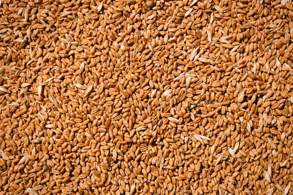 Packed grains Stock Photos, Royalty Free Packed grains Images ...