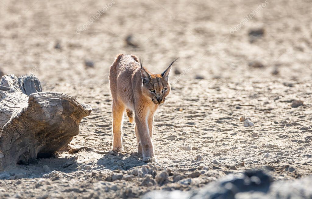 Un Caracal caminando a un abrevadero en la sabana del sur de África 2024