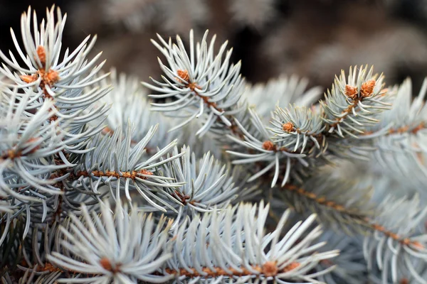 Blue pine Stock Photos, Royalty Free Blue pine Images | Depositphotos