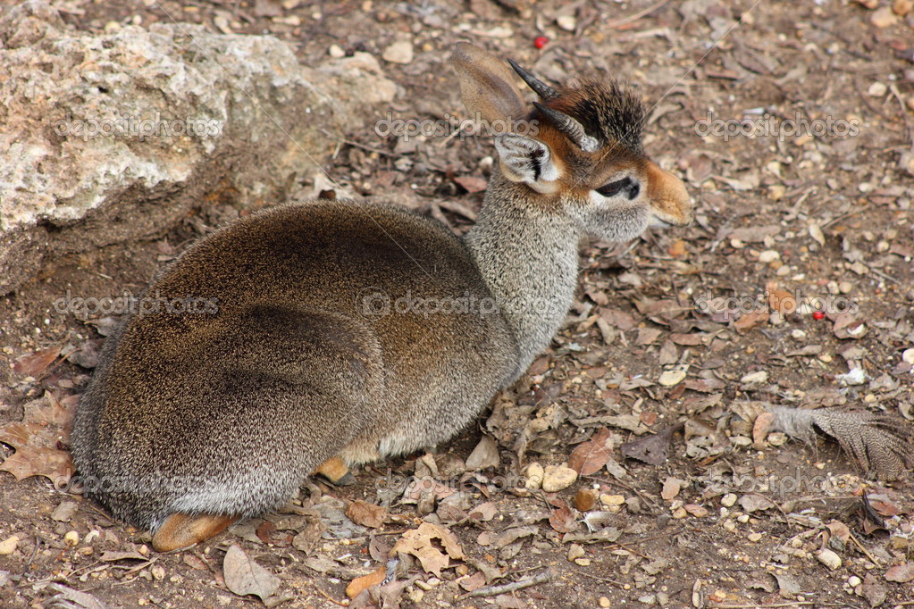 Dik Dik — Stock Photo © abhbah05 #19021317