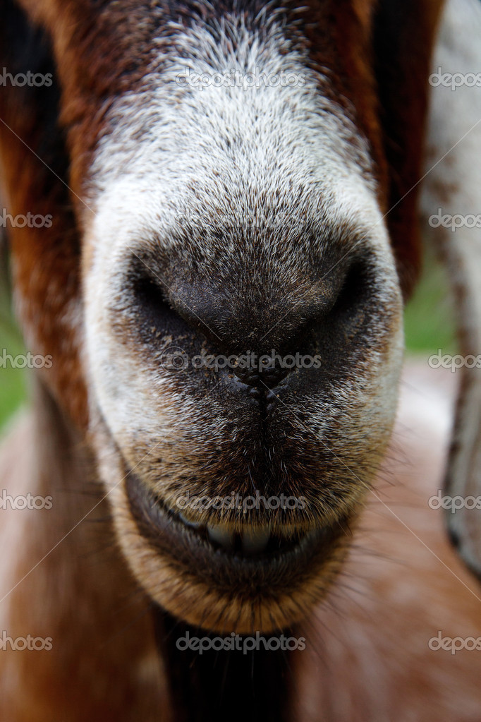 Goat face — Stock Photo © ponsulak #35483467
