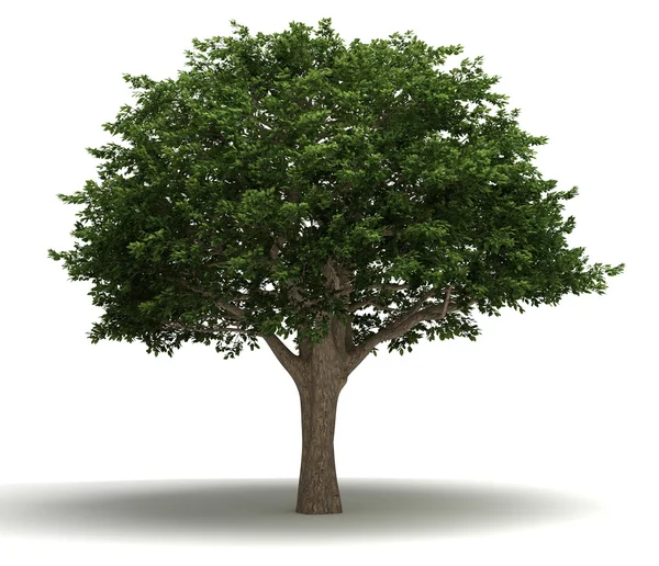 Peper boom Stock Photos, Royalty Free Peper boom Images | Depositphotos