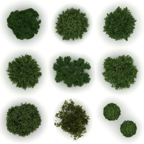 Tree top view Stock Photos, Royalty Free Tree top view Images ...