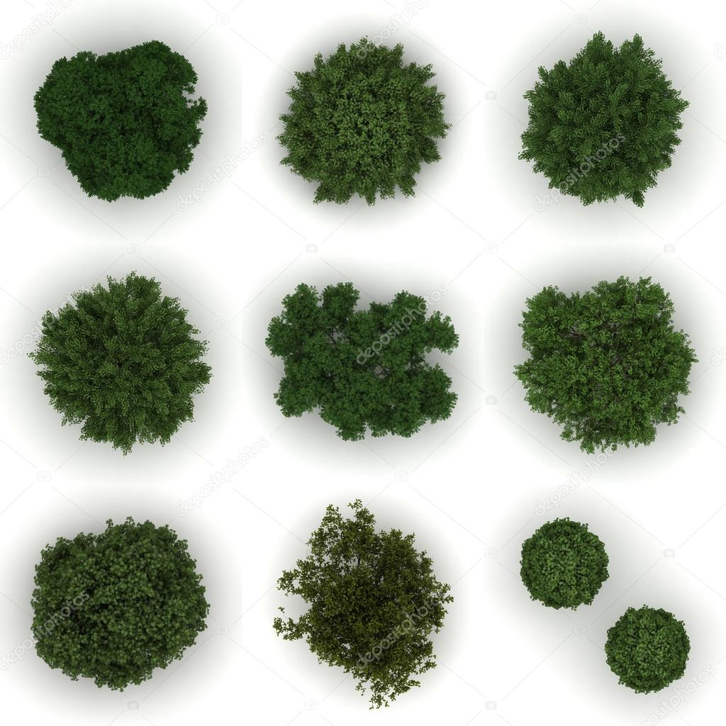 Trees from top view Stock Photo by ©selensergen 43017323