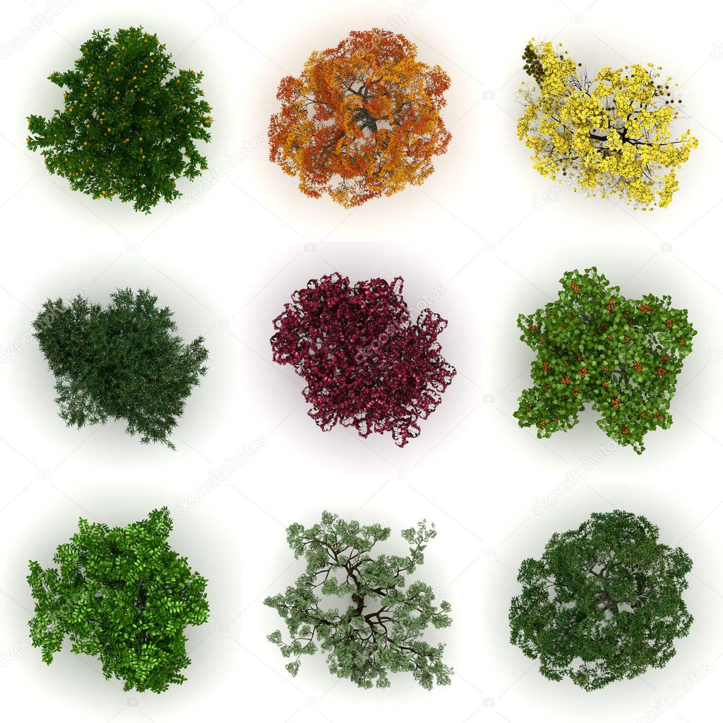 Trees from top view Stock Photo by ©selensergen 46104979