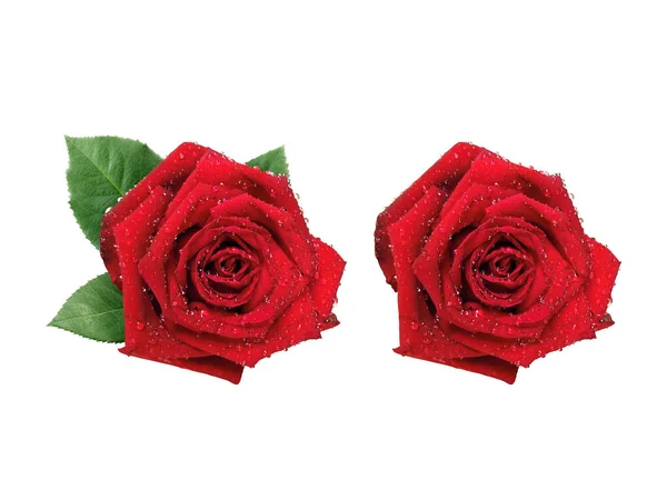 Red rose cutouts Stock Photos, Royalty Free Red rose cutouts Images ...