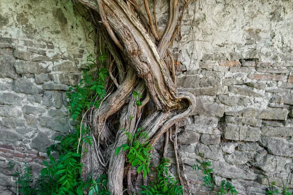 Dead grape vine Stock Photos, Royalty Free Dead grape vine Images ...