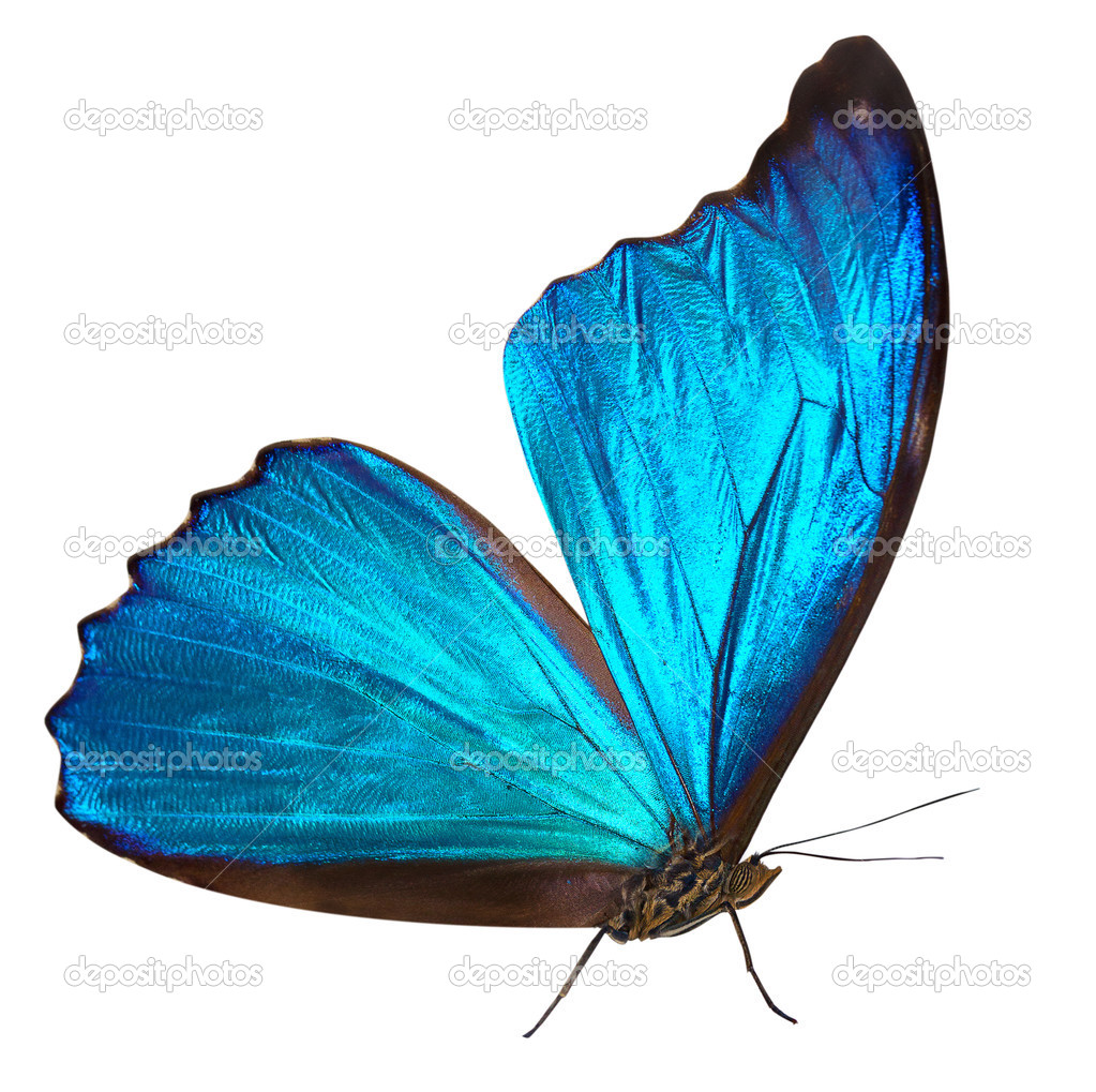 Blue butterfly Stock Photo by ©boule1301 36566839