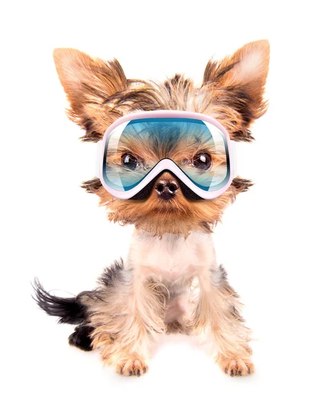 Dog with ski mask — Stock Photo © boule1301 #36567383
