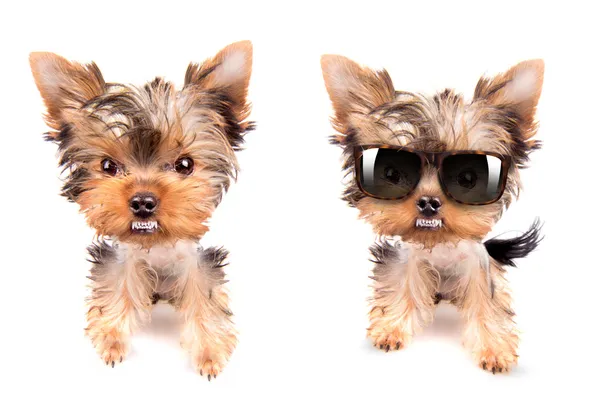 Dog with shades — Stock Photo © boule1301 #38128043