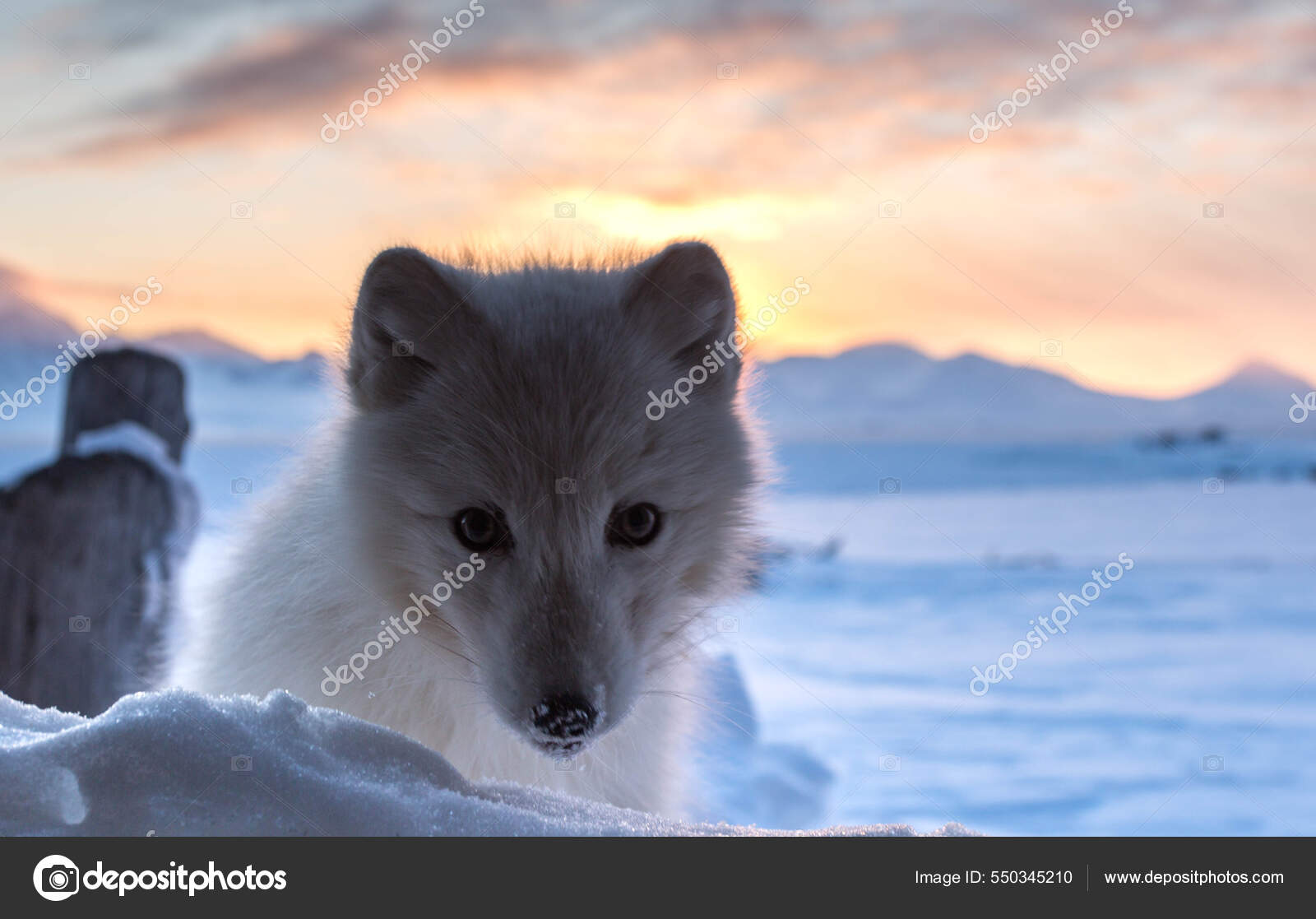 Arctic Sunrise Fox