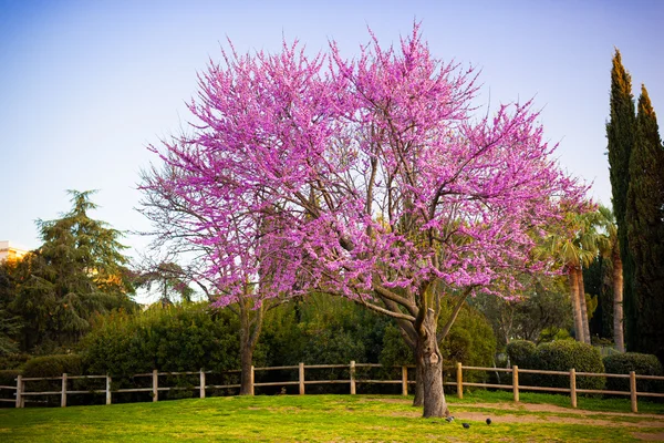 Weeping Willow Tree in Full Bloom, pink flowers — Stock Photo ...