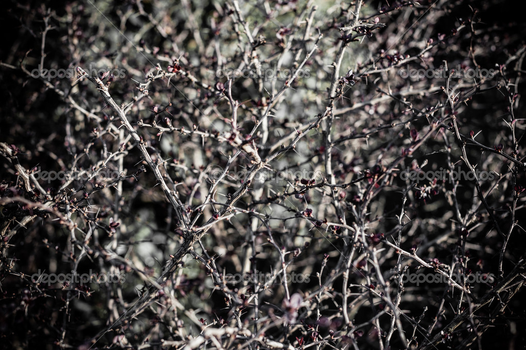 Thorn bush — Stock Photo © dlpn #26021189