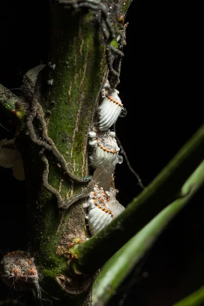 Cochineal Stock Photos, Royalty Free Cochineal Images | Depositphotos