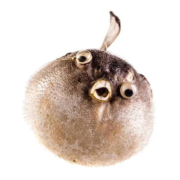 ᐈ Blowfish stock pictures, Royalty Free a blowfish images | download on ...