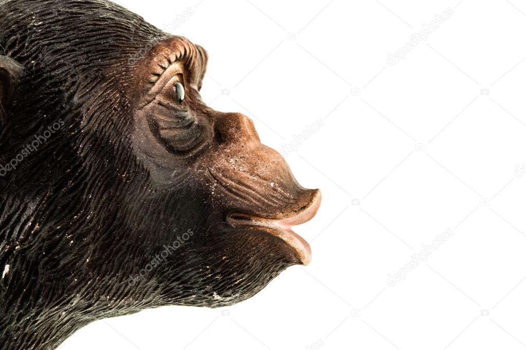 Profil de singe — Photographie dlpn © #47147365