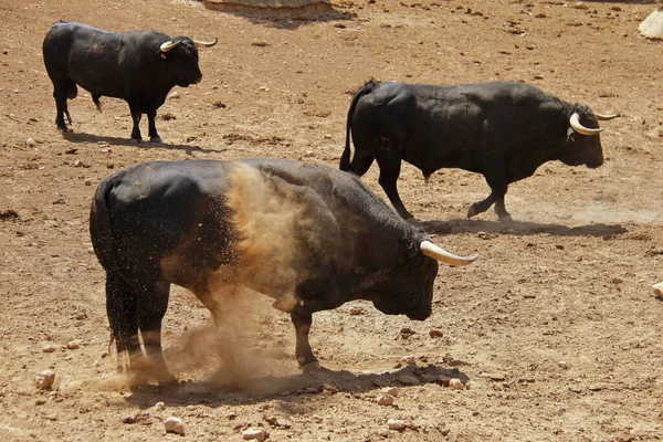 Israel cattle Stock Photos, Royalty Free Israel cattle Images ...