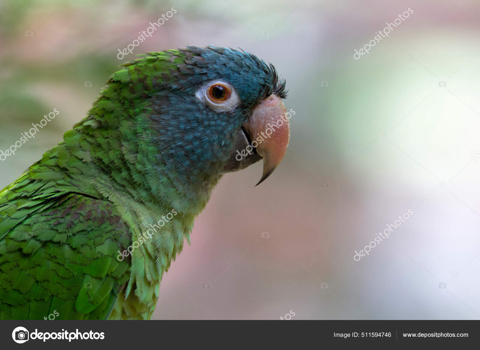 Blue Conure Parrot