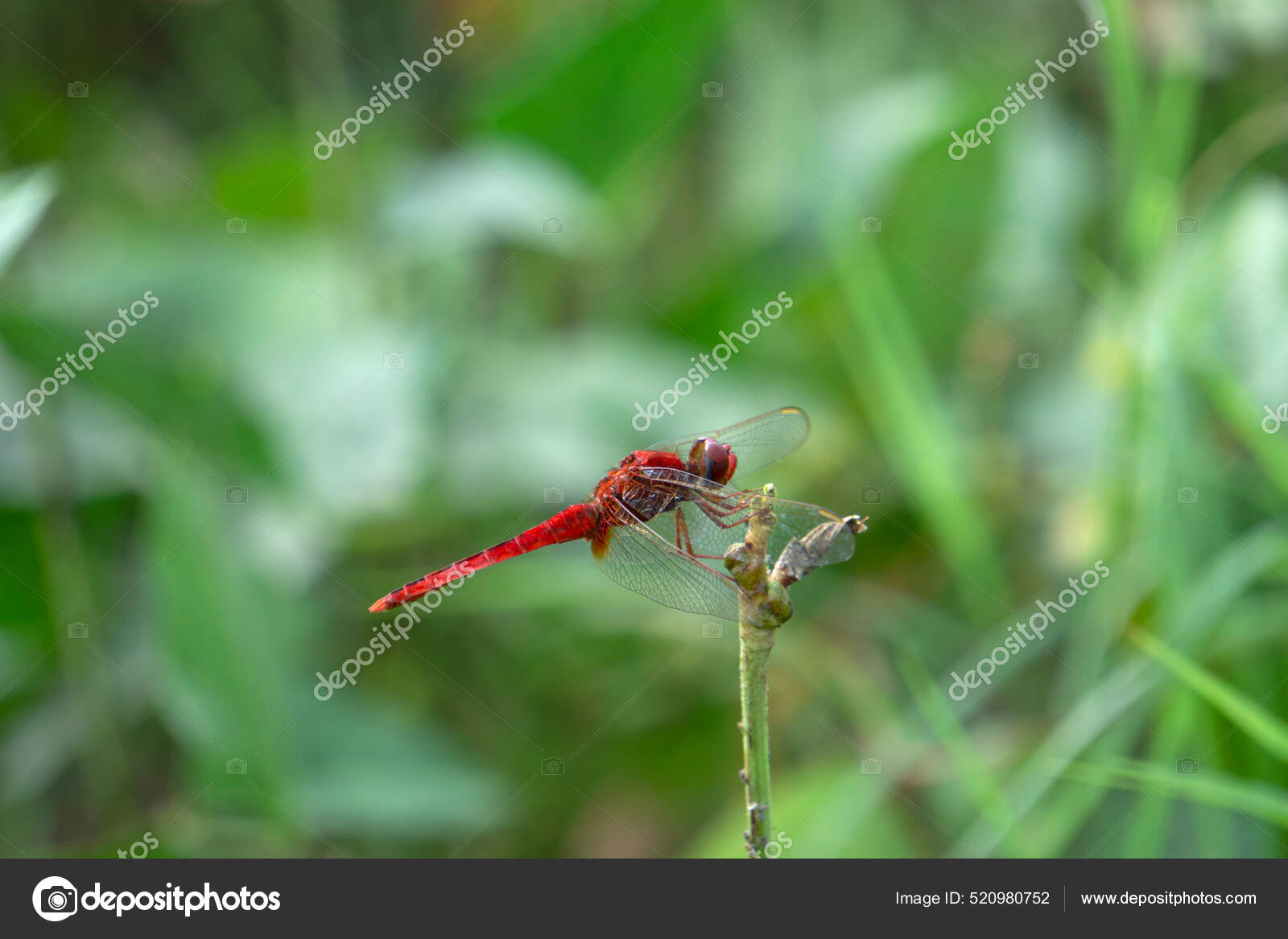 Flame Skimmer Firecracker Skimmer Libellula Saturata Satara Maharashtra ...