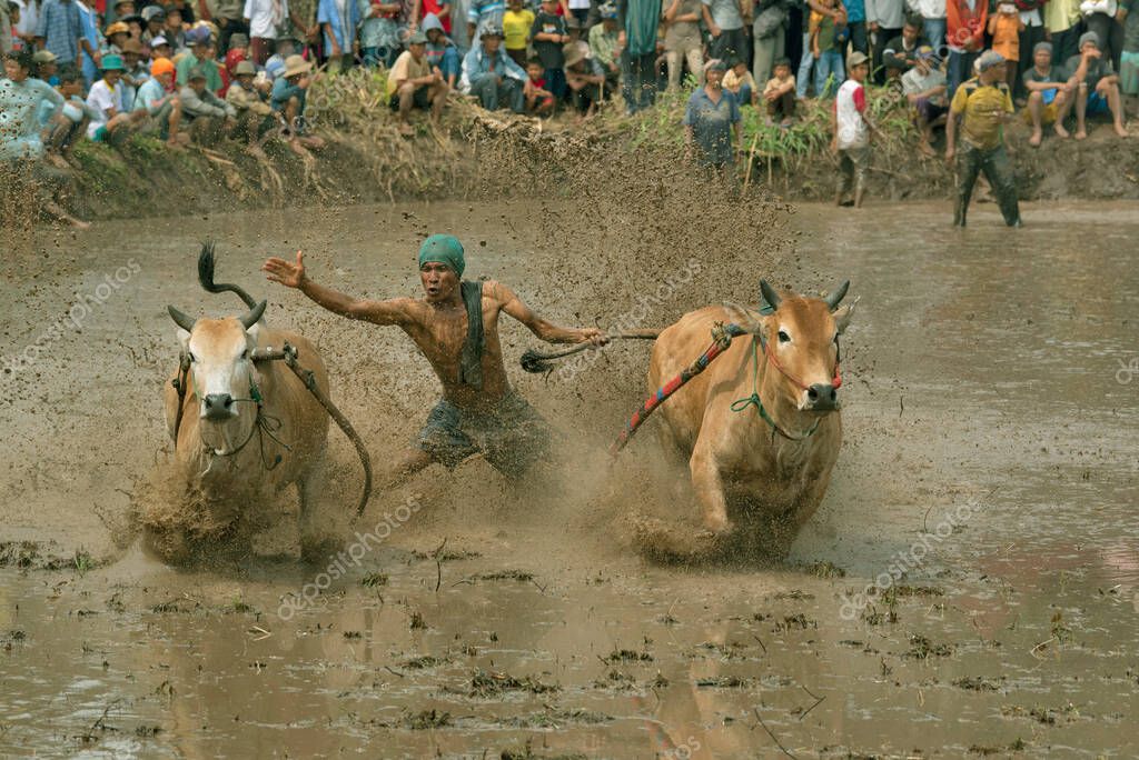 INDONESIA, WEST SUMATRA, febrero 2019, Pacu jawi una carrera de toros ...