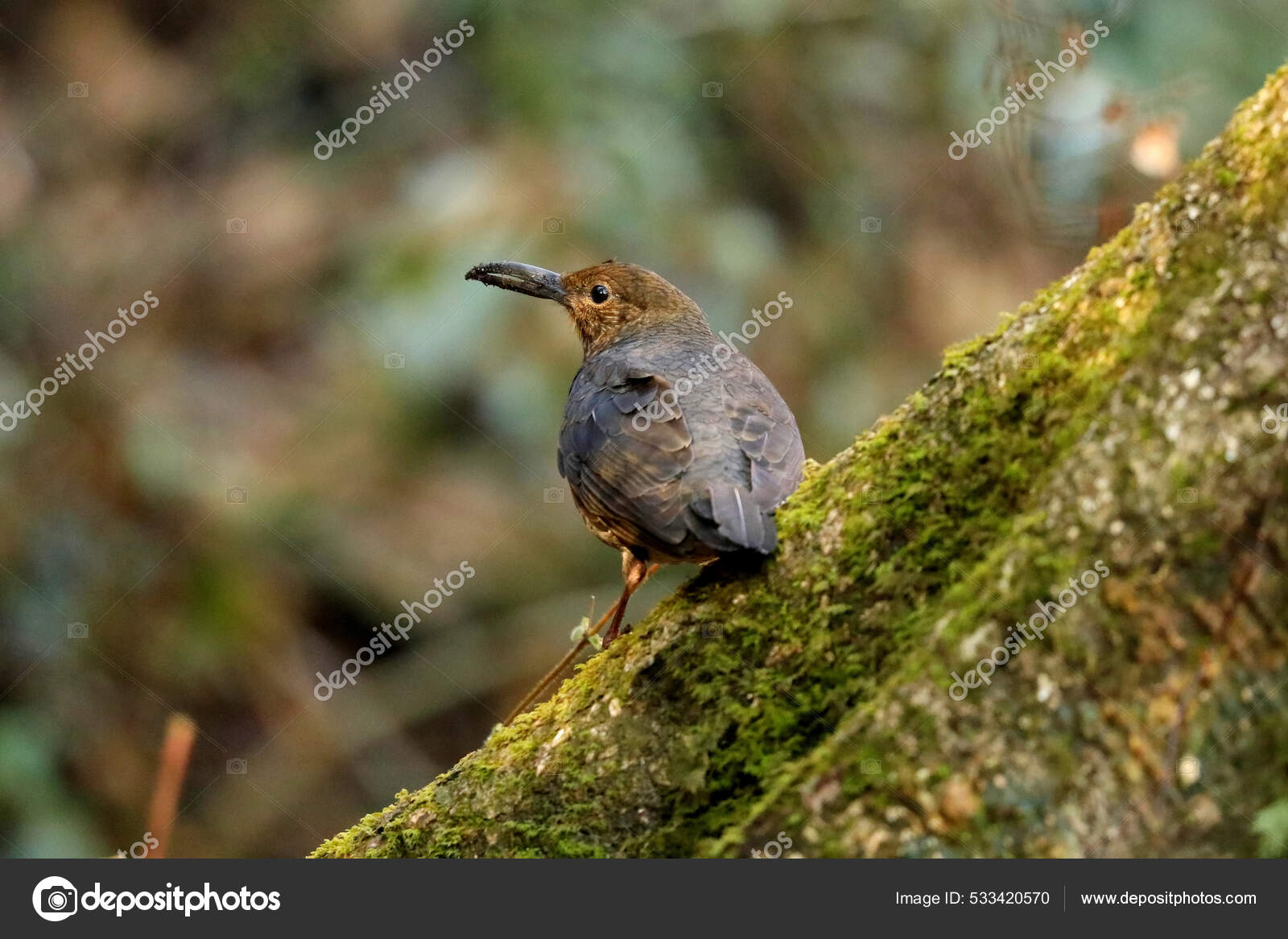 Long Billed Thrush Zoothera Monticola Chopta Uttarakhand India — Stock ...