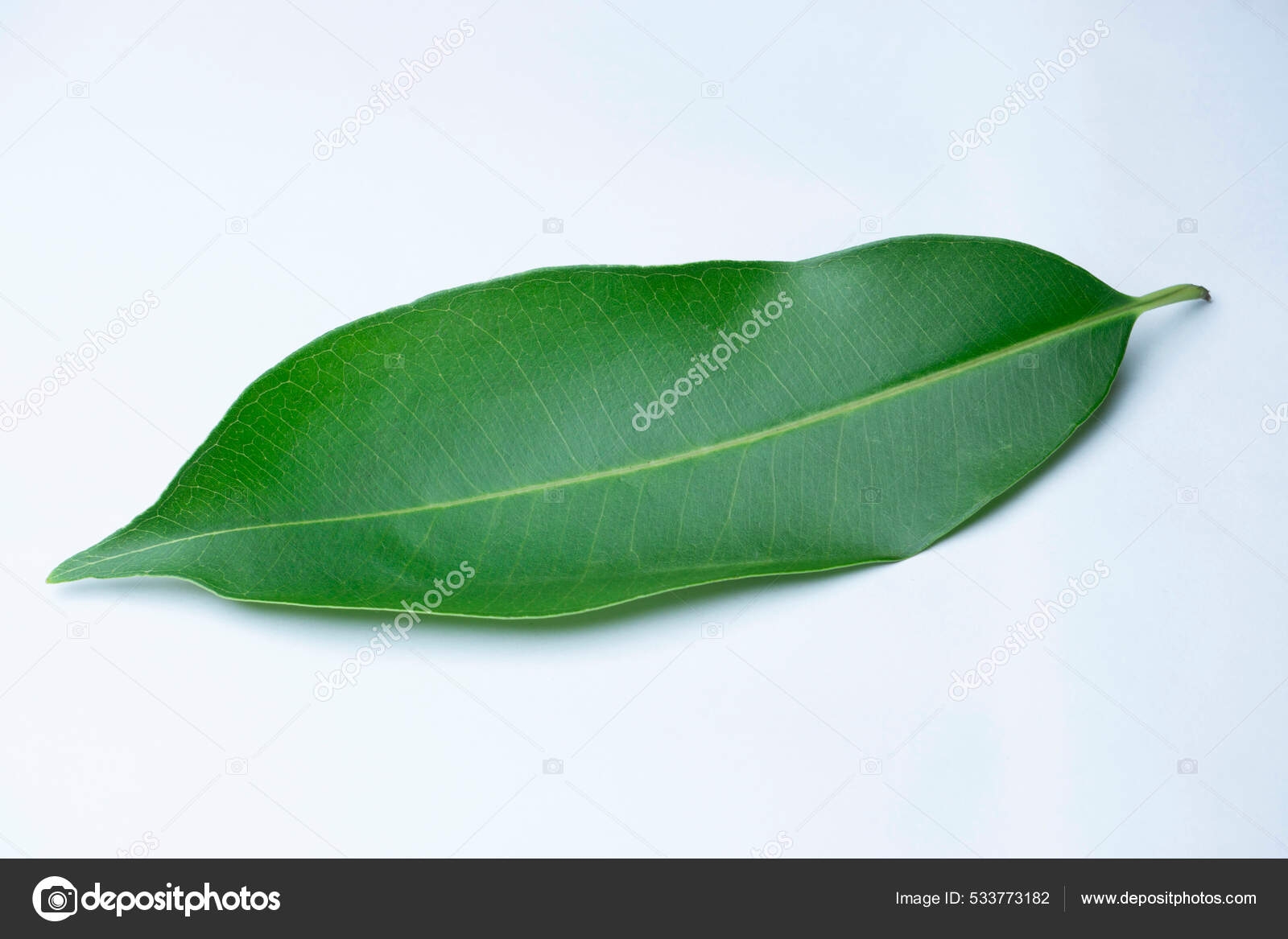 Leaf Syzygium Cumini Commonly Known Malabar Plum Jamun Jambolan Satara ...